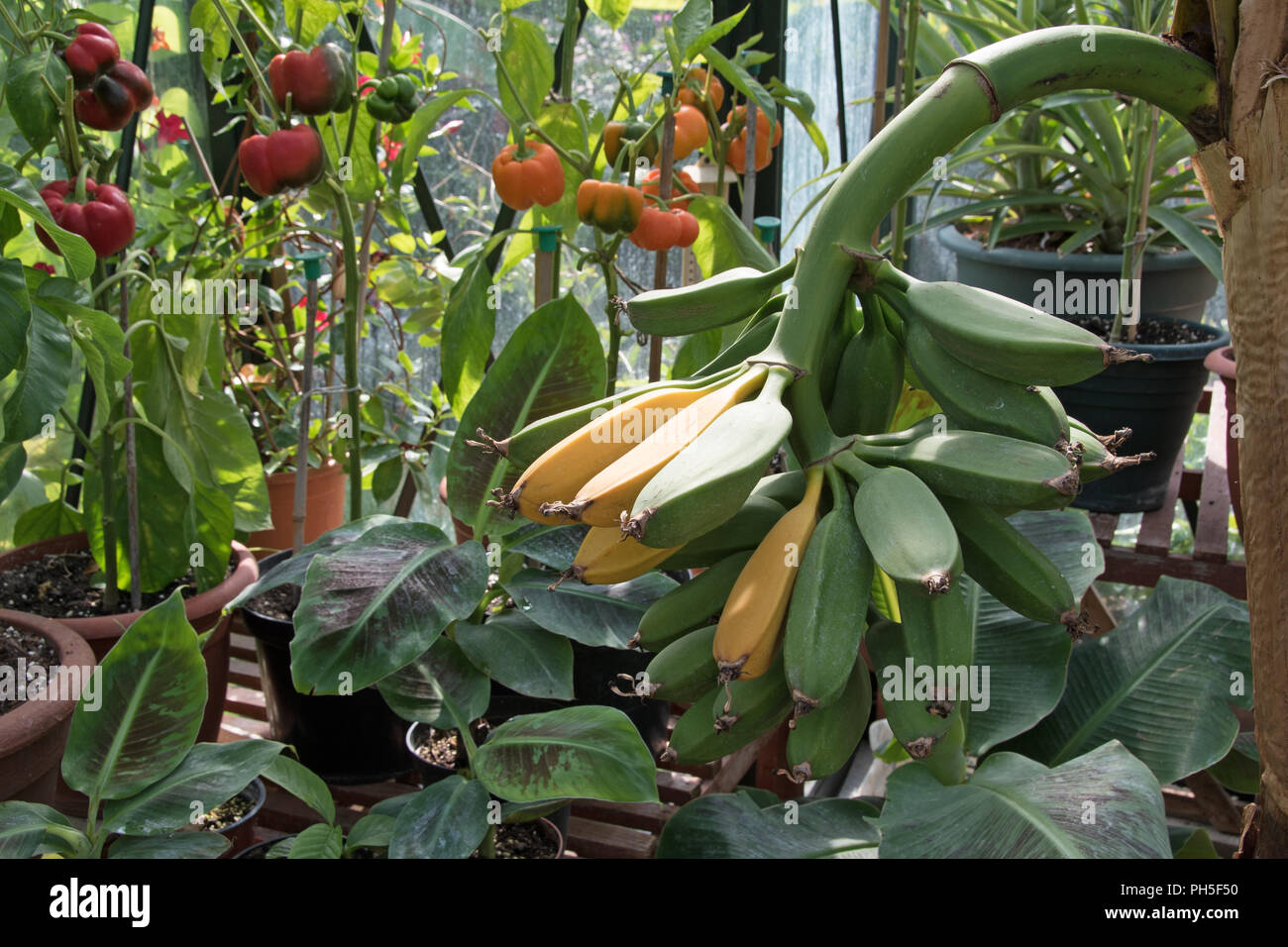 English grown bananas - Musa rajapuri Stock Photo - Alamy