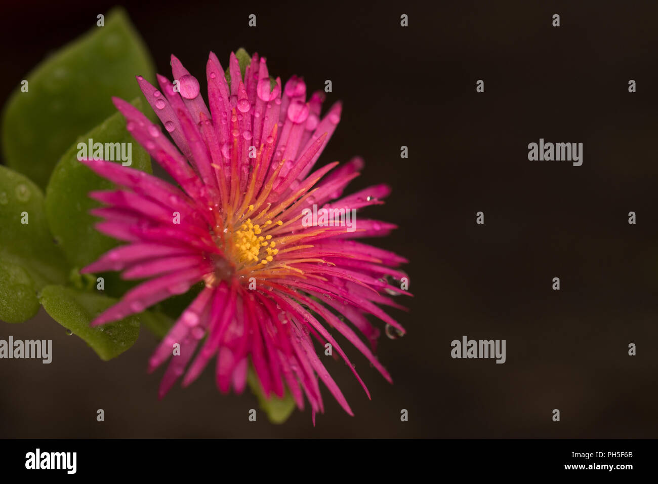 Ice plant flower hi-res stock photography and images - Alamy