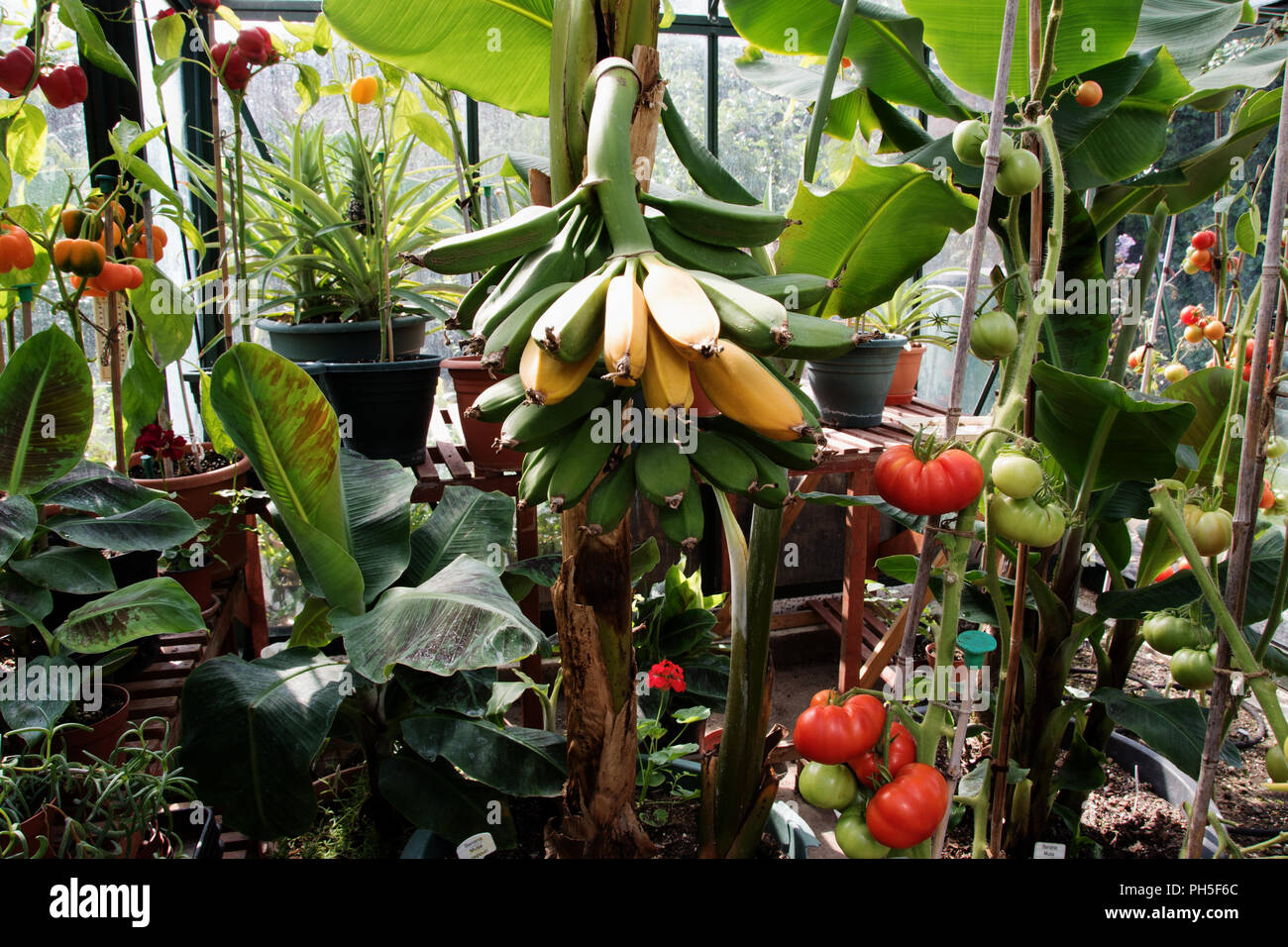 English grown bananas - Musa rajapuri Stock Photo - Alamy