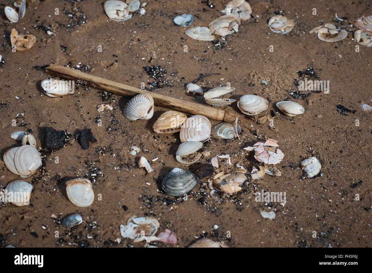 Silica shells hi-res stock photography and images - Alamy