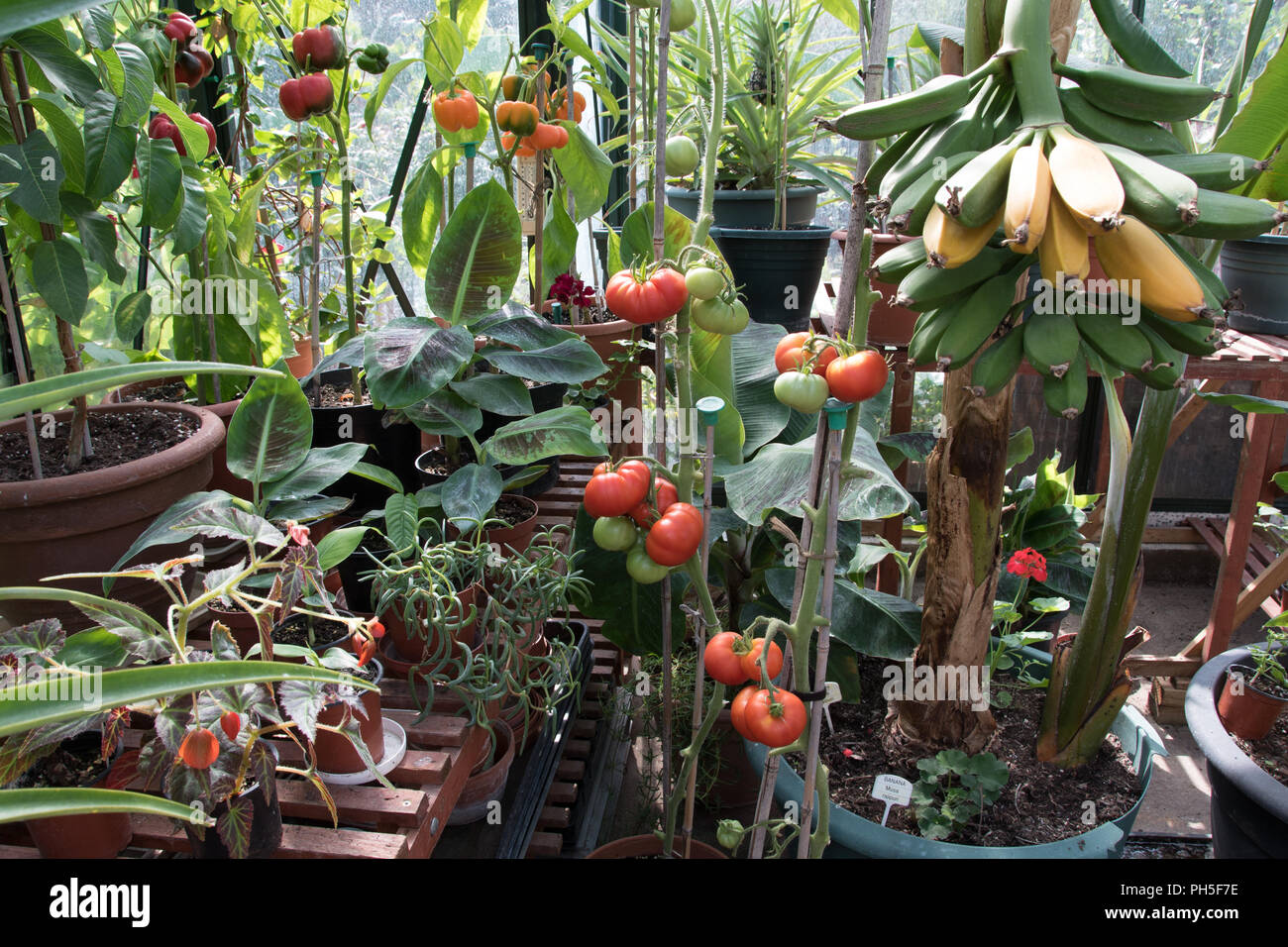 English grown bananas - Musa rajapuri Stock Photo - Alamy