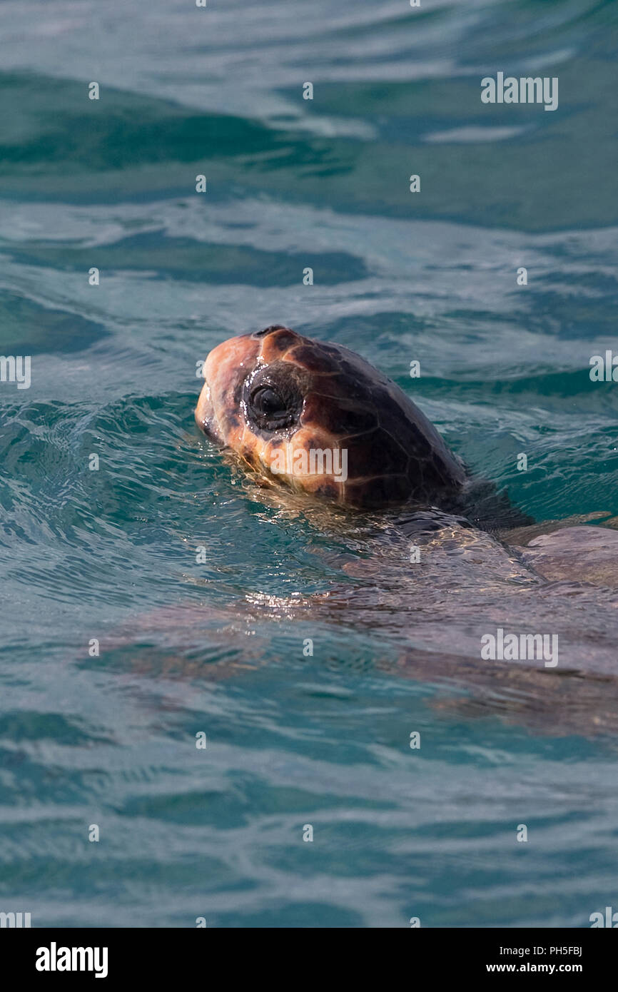 Loggerhead Sea Turtle (Caretta caretta Stock Photo - Alamy