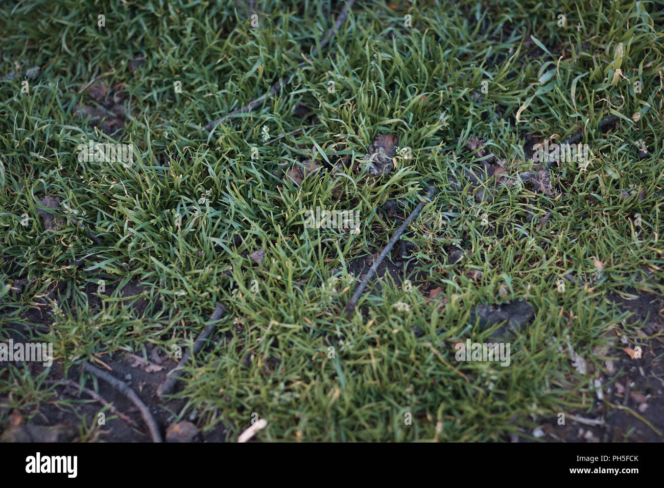 Green grass surface in the park ,texture Stock Photo - Alamy
