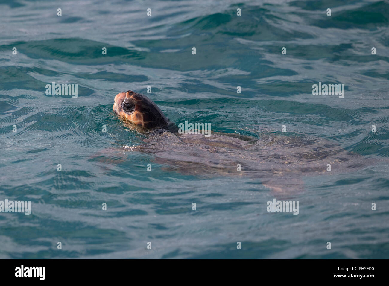Loggerhead Sea Turtle (Caretta caretta Stock Photo - Alamy