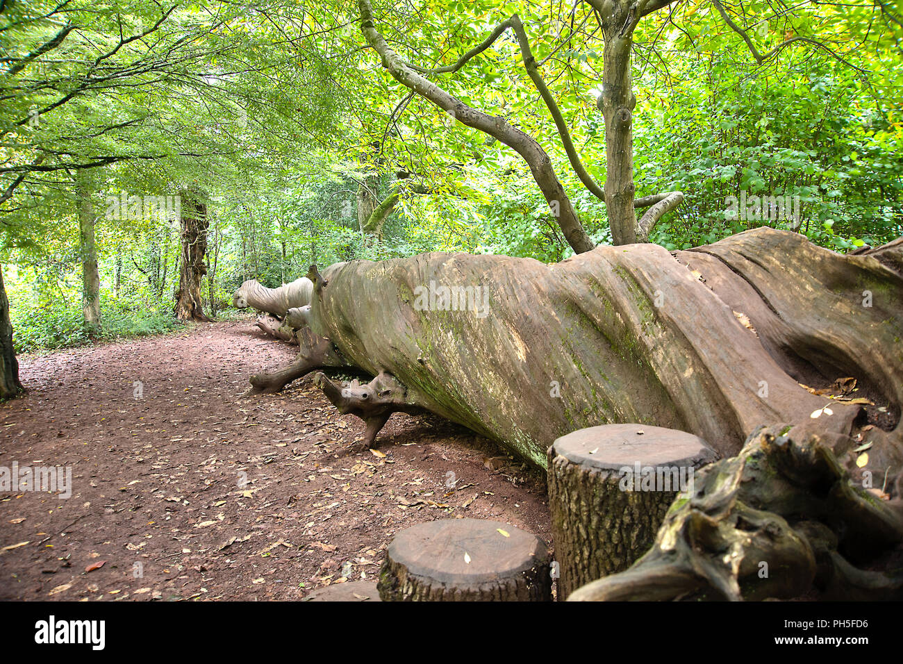 Twisted fallen tree Stock Photo - Alamy