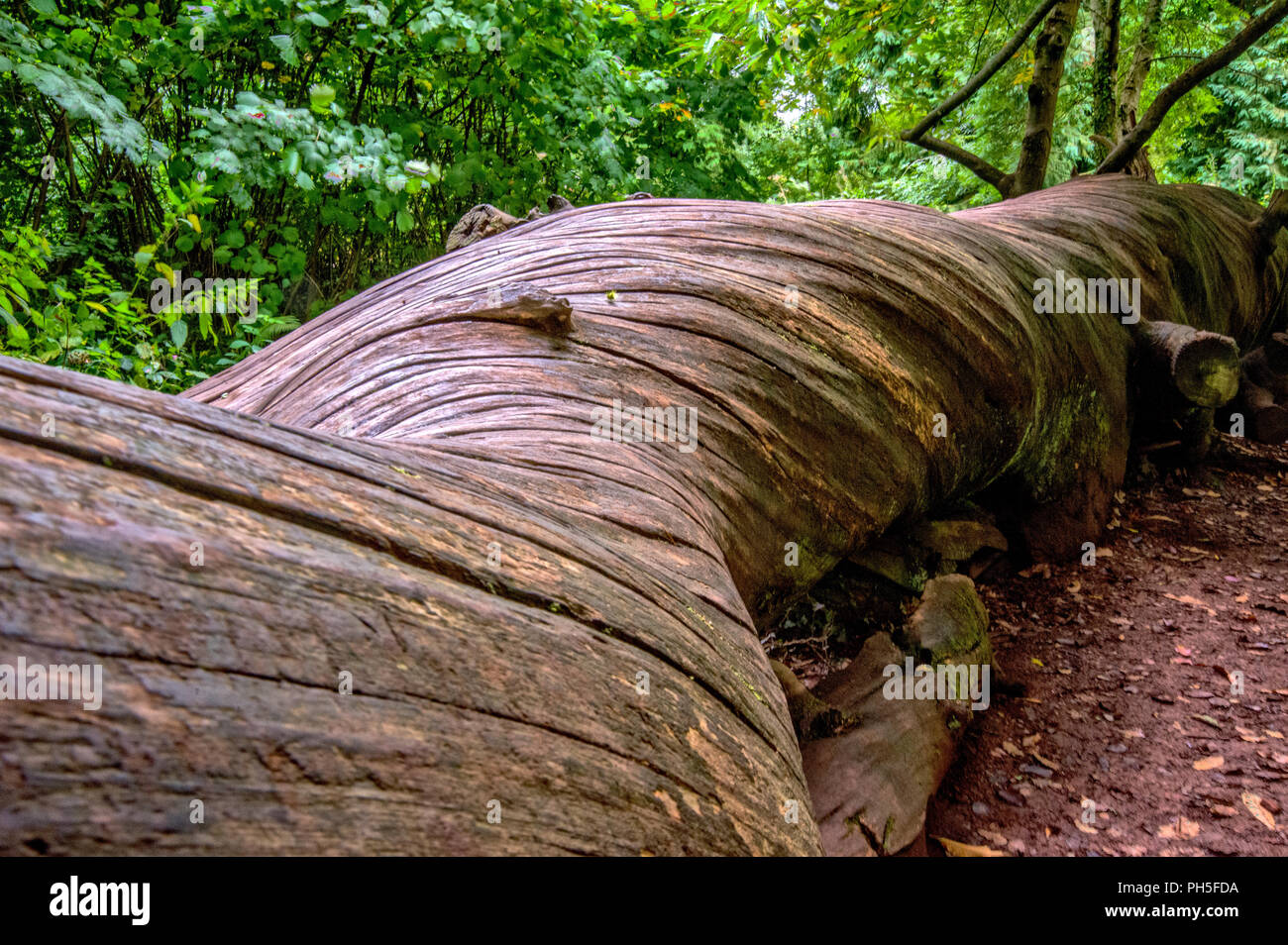 Twisted fallen tree Stock Photo - Alamy