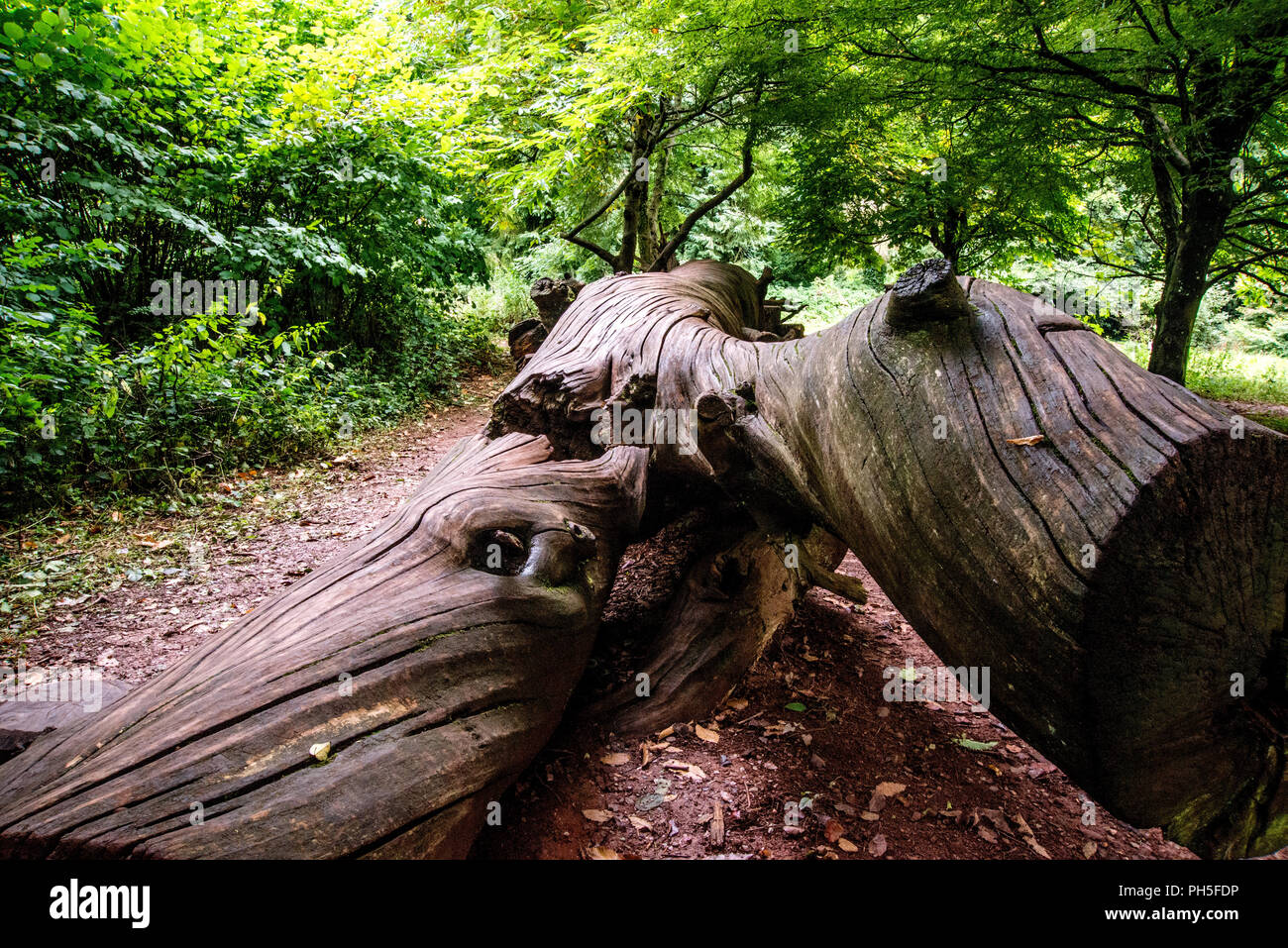 Decay tree hi-res stock photography and images - Alamy