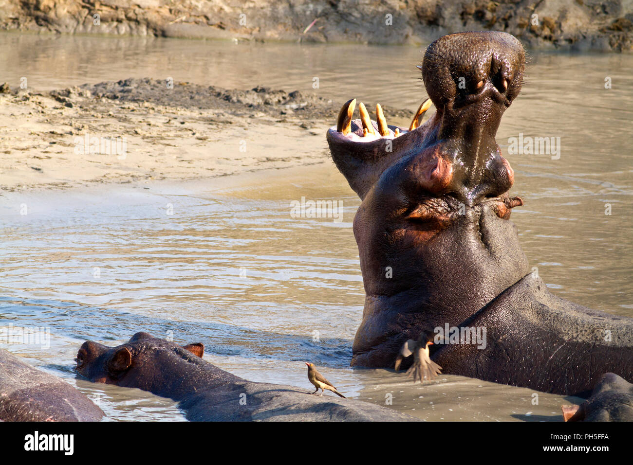 Africa tanzania hippopotamus hippopotamidae amphibius hi-res stock ...