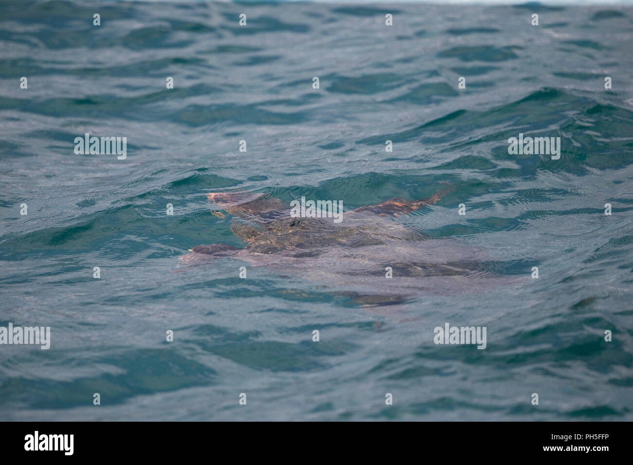 Loggerhead Sea Turtle (Caretta caretta Stock Photo - Alamy