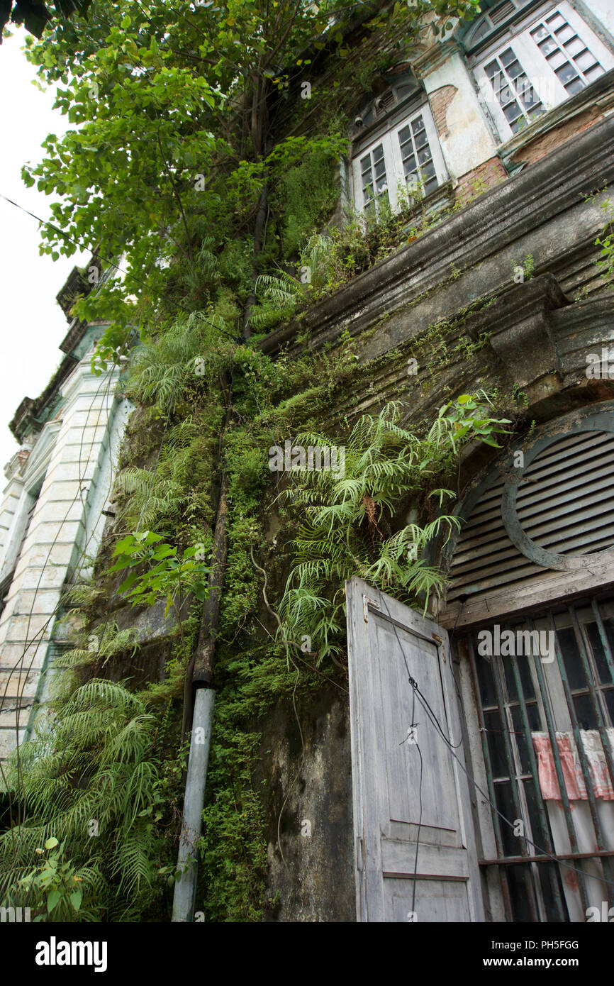 Nature reclaims a decaying colonial building. Yangon, Myanmar (Burma ...