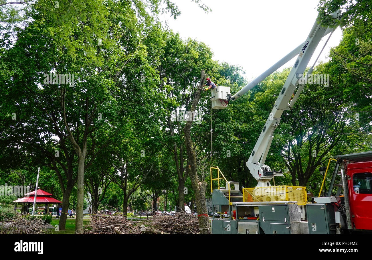 Treating ash trees for bug infestation. Emerald ash borer beetles, a ...