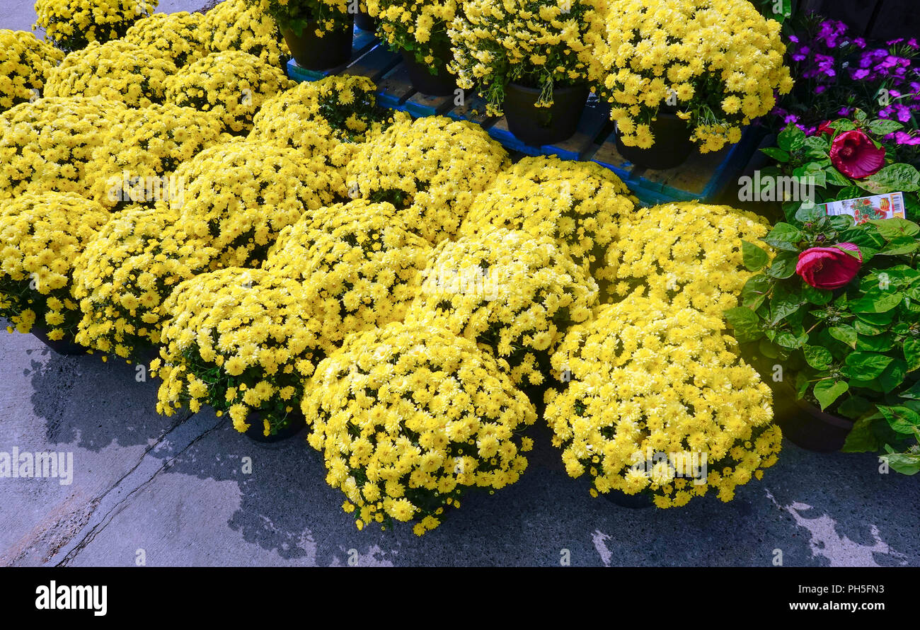 Chrysanthemums flowers mums plants hi-res stock photography and images ...