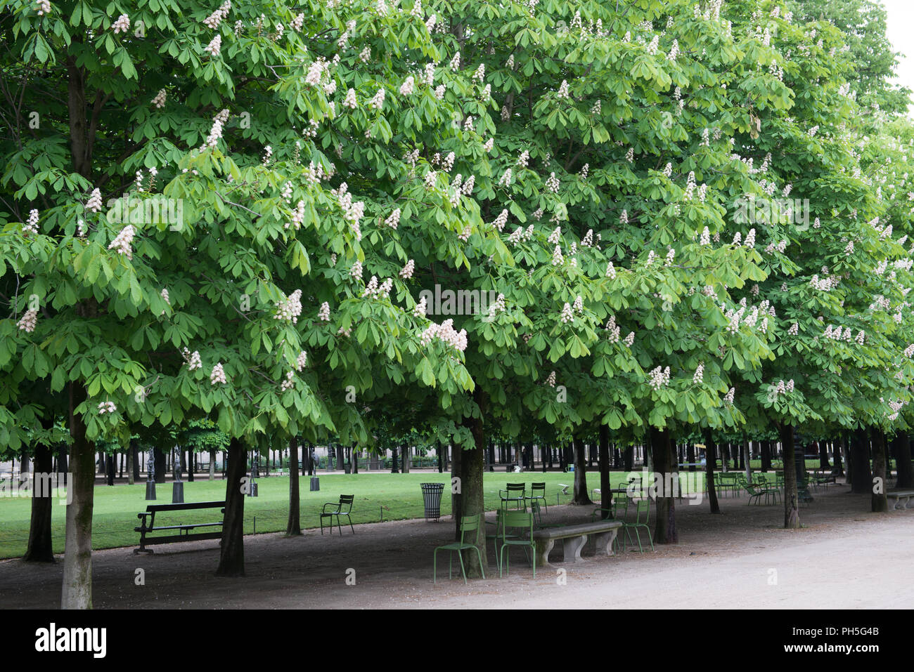 Paris spring chestnut hi-res stock photography and images - Alamy