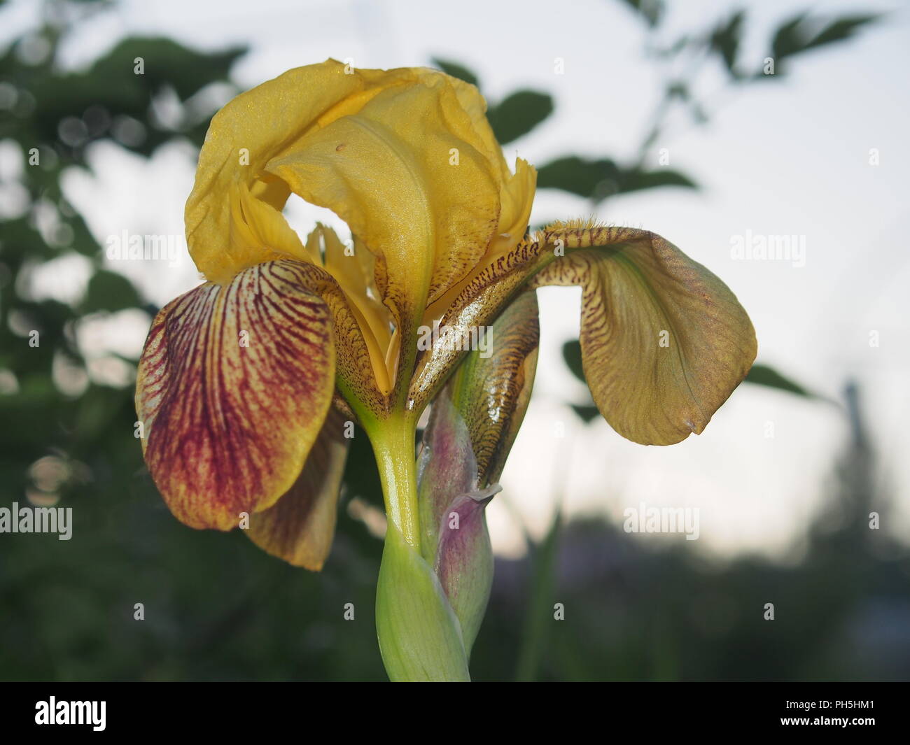 In full bloom the iris is yellow. Garden flower. Close up Stock Photo ...