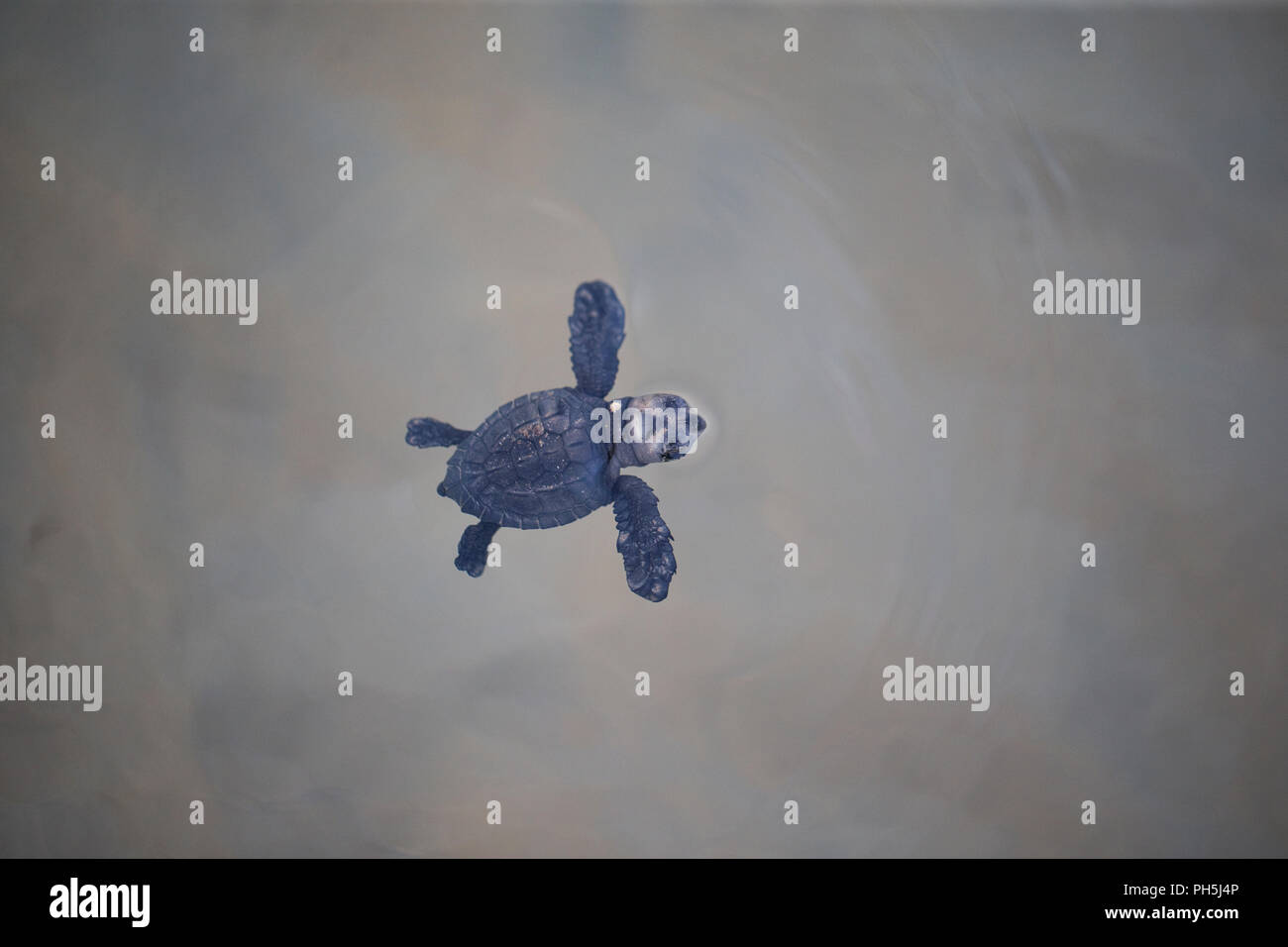 Hatching Loggerhead Sea Turtle (Caretta caretta Stock Photo - Alamy