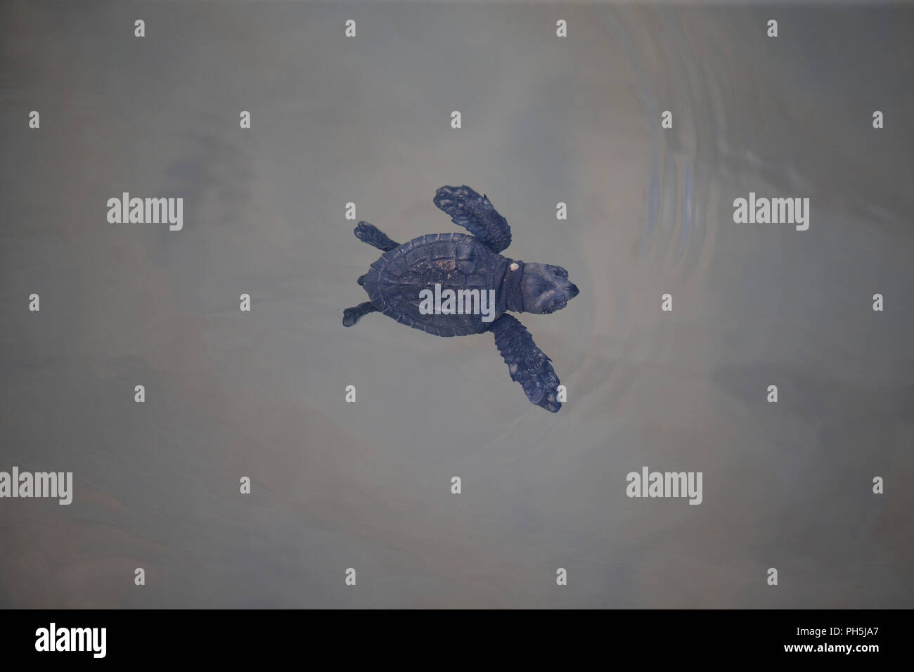 Hatching Loggerhead Sea Turtle (Caretta caretta Stock Photo - Alamy