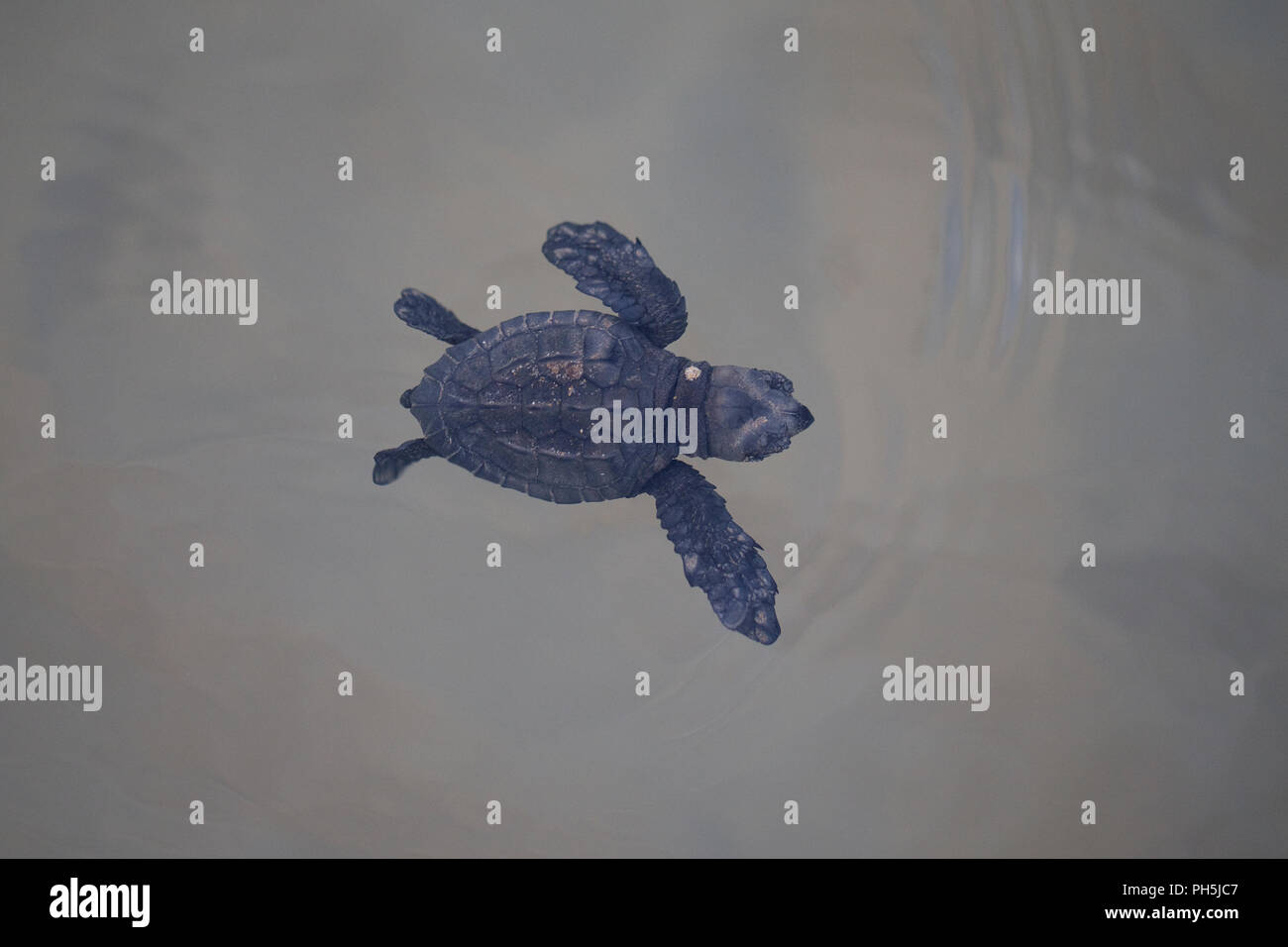 Hatching Loggerhead Sea Turtle (Caretta caretta Stock Photo - Alamy