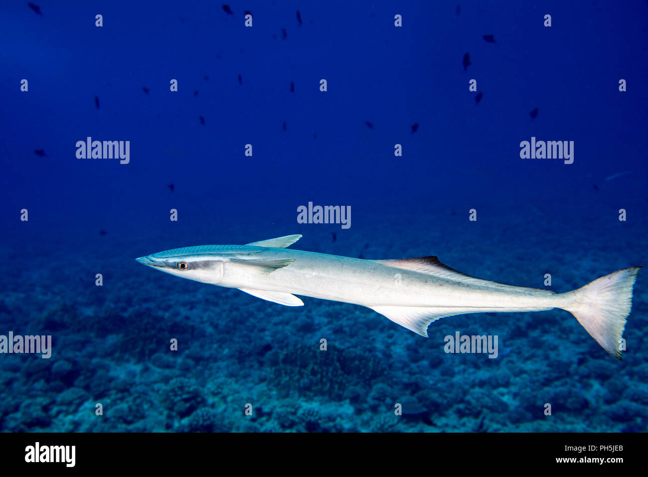 Remora suckerfish in blue ocean of french polynesia Stock Photo - Alamy
