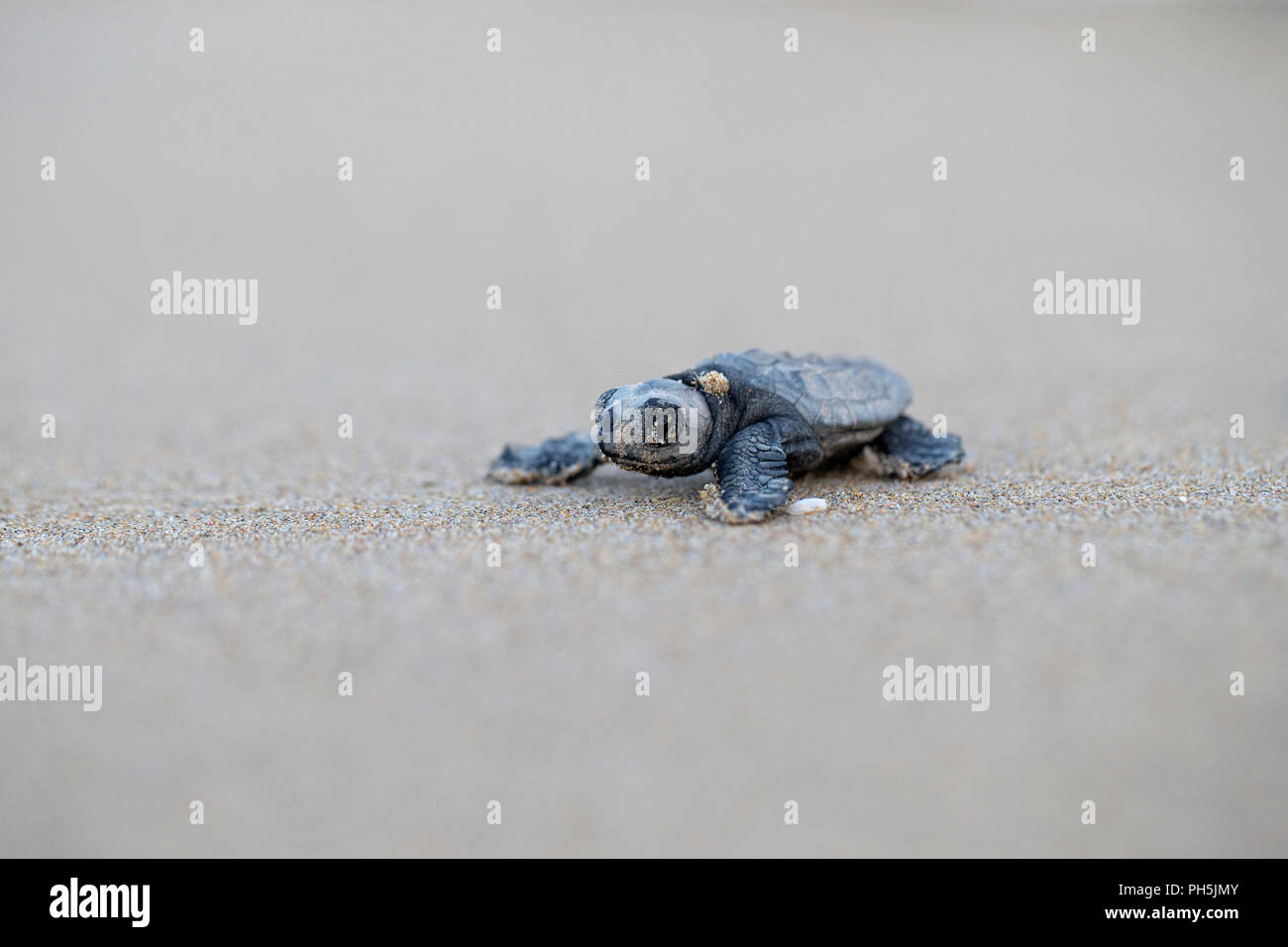 Loggerhead turtles zante hi-res stock photography and images - Alamy