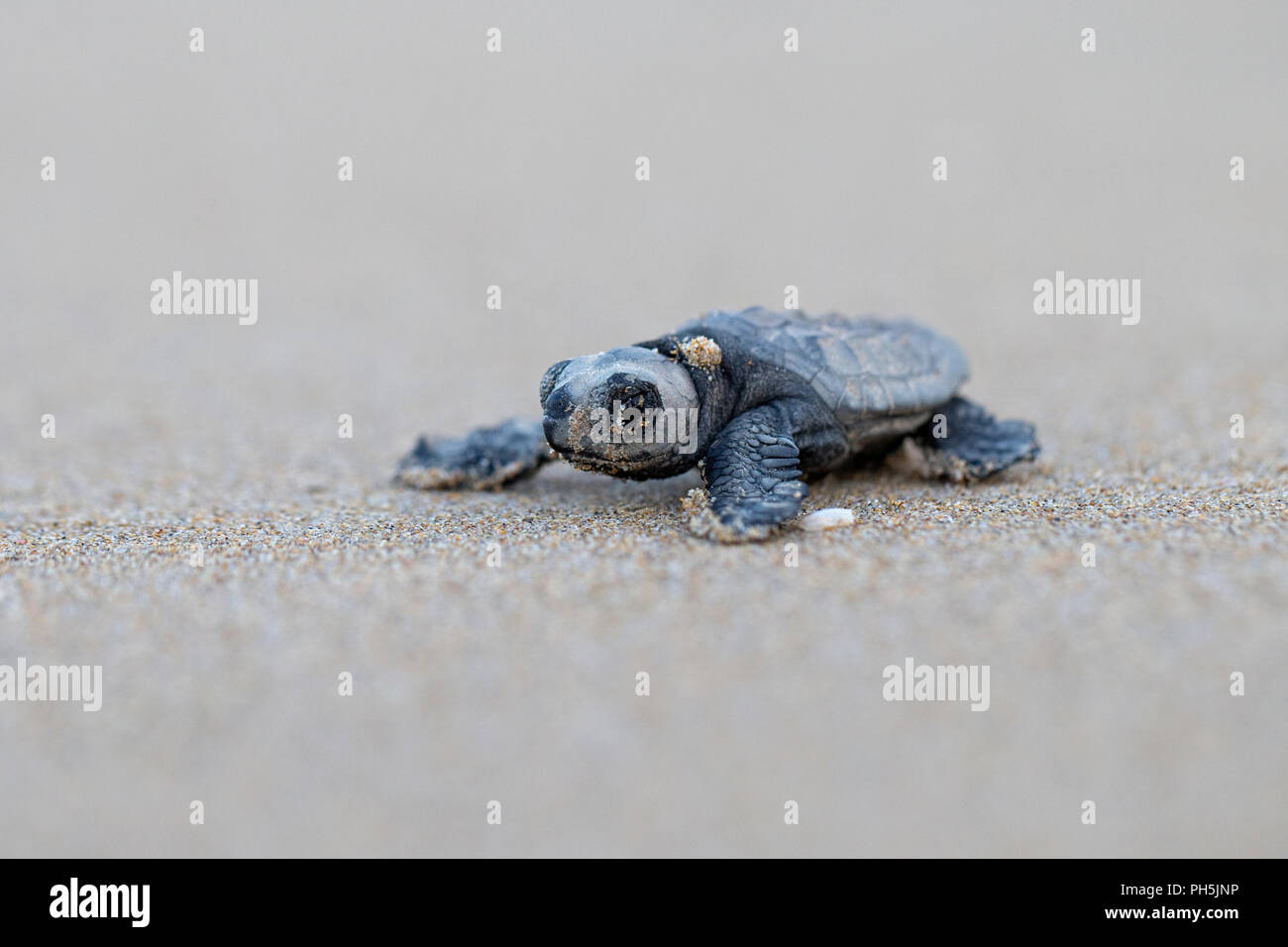Hatching Loggerhead Sea Turtle (Caretta caretta Stock Photo - Alamy