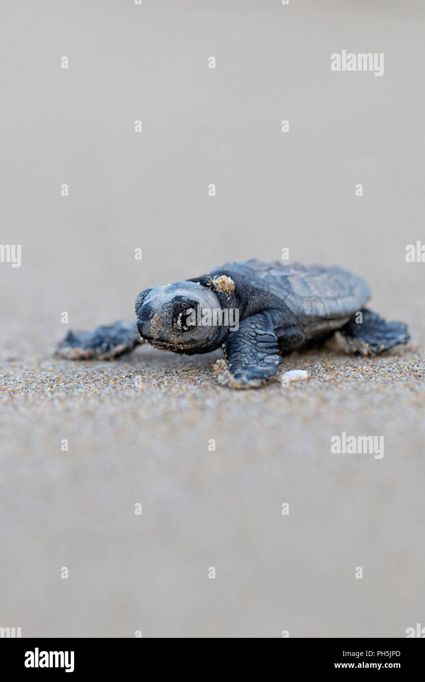 Hatching Loggerhead Sea Turtle (Caretta caretta Stock Photo - Alamy