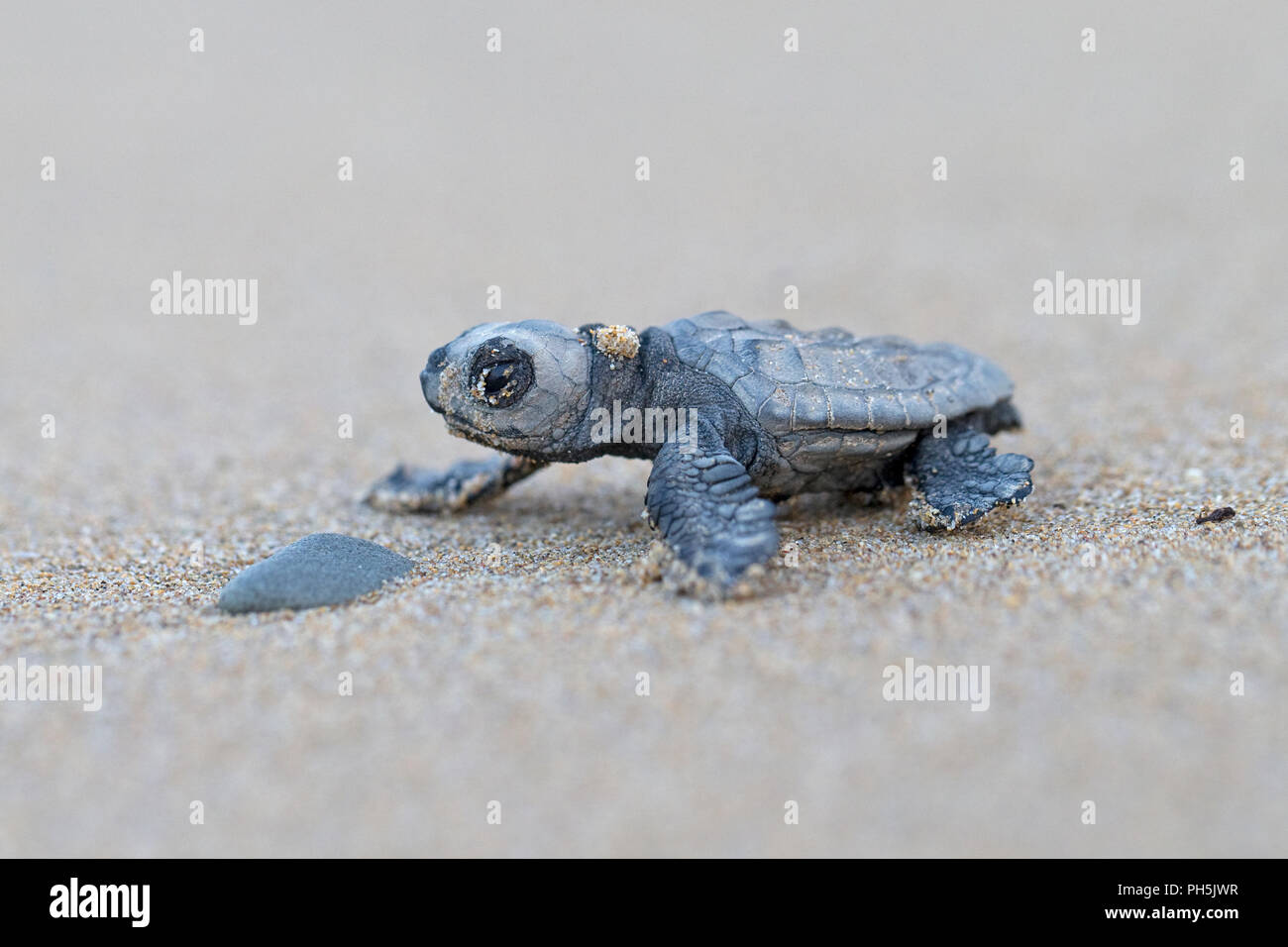 Baby loggerhead turtle hatching caretta hi-res stock photography and images - Alamy