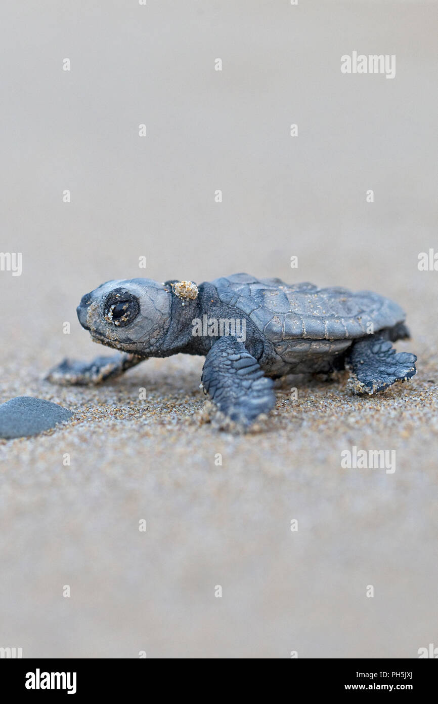 Baby loggerhead turtle hatching caretta hi-res stock photography and ...