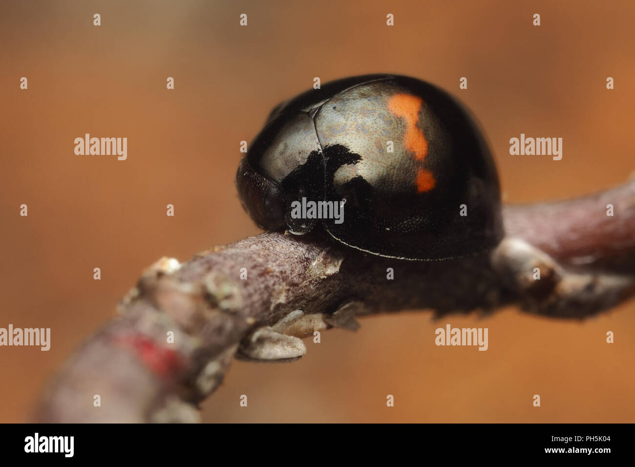 Heather ladybird hi-res stock photography and images - Alamy