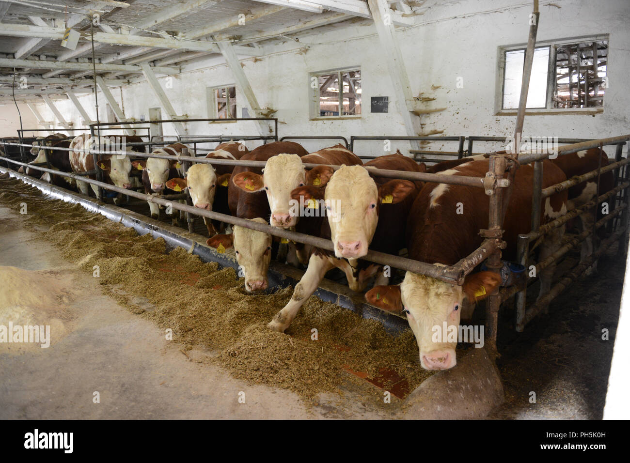 bulls in a barn at a farm in Bavaria Stock Photo - Alamy