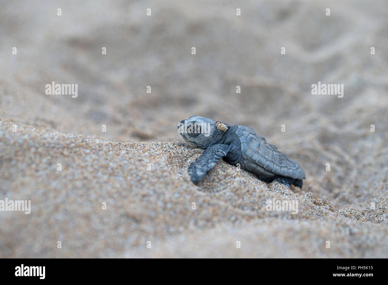 Hatching Loggerhead Sea Turtle (Caretta caretta Stock Photo - Alamy