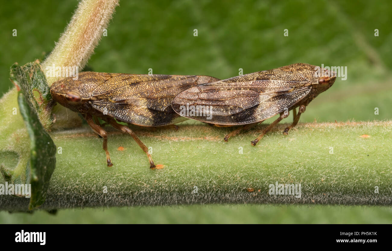 Tree hopper hi-res stock photography and images - Alamy