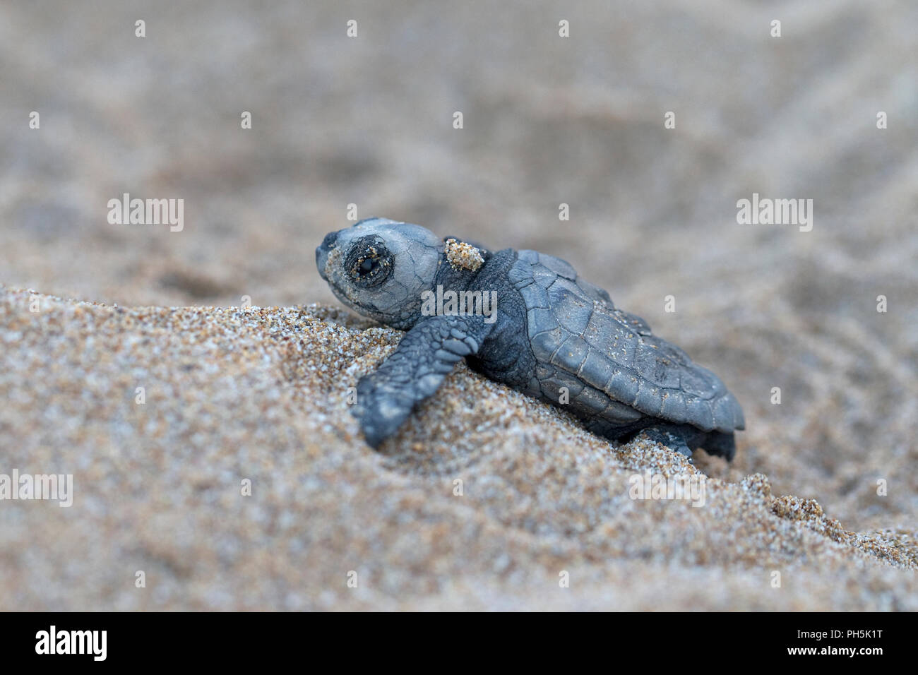 Hatching Loggerhead Sea Turtle (Caretta caretta Stock Photo - Alamy