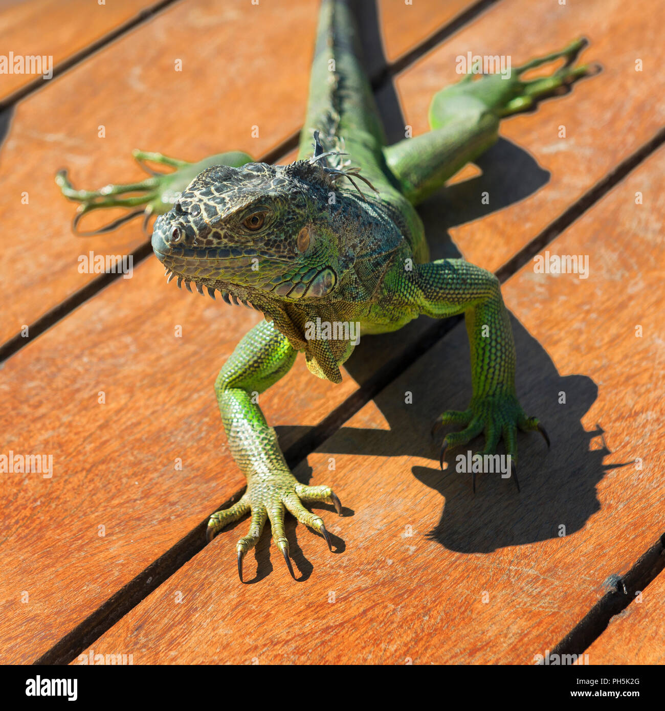 Green iguanas macro hi-res stock photography and images - Alamy