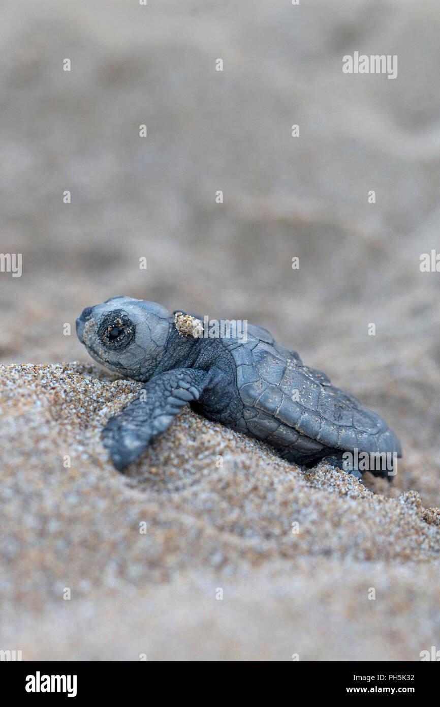 Loggerhead Sea Turtle Hatchling