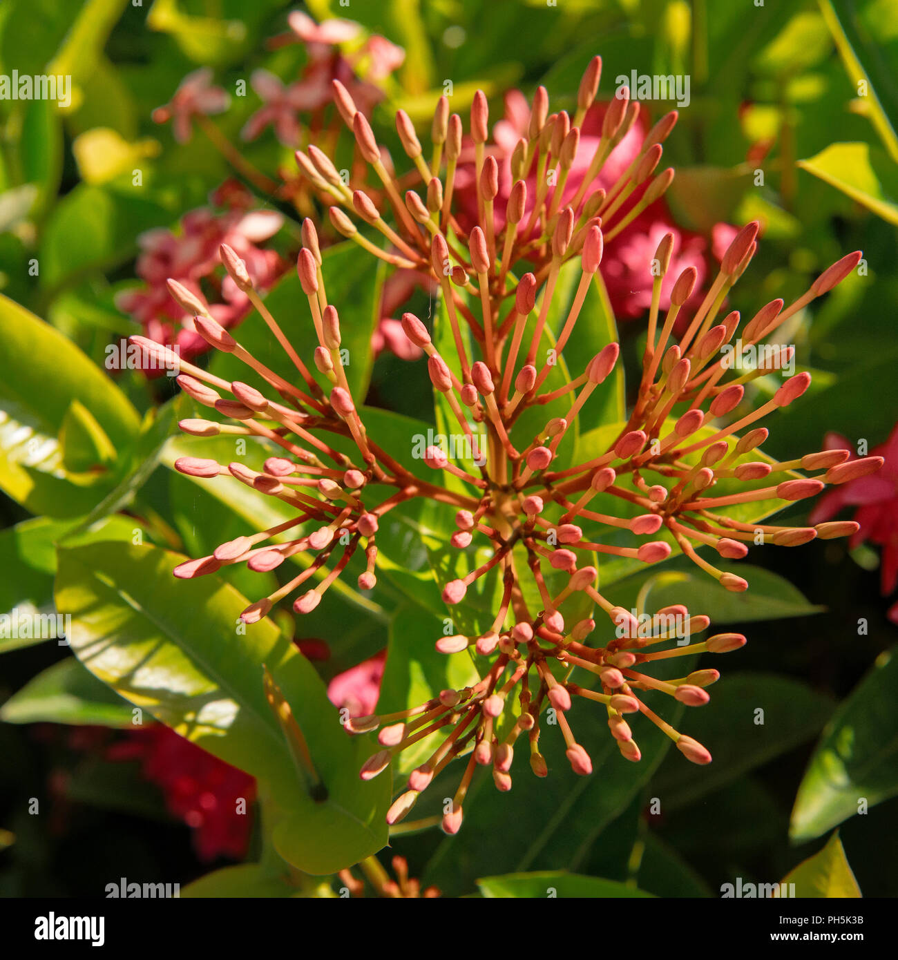 Ixora tropical flower hi-res stock photography and images - Alamy