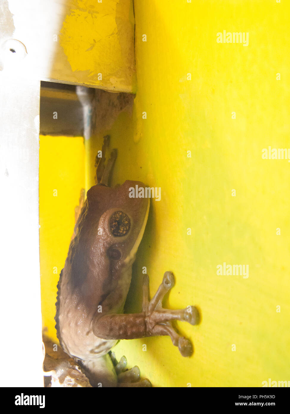 Toilet frog hi-res stock photography and images - Alamy