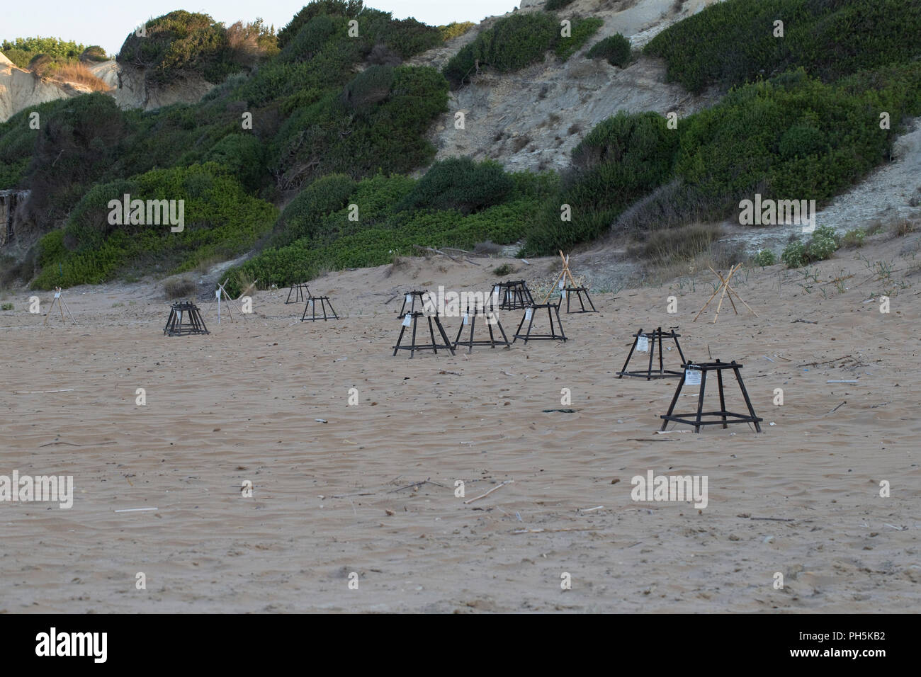 Nest sites for Loggerhead Sea Turtle (Caretta caretta Stock Photo - Alamy