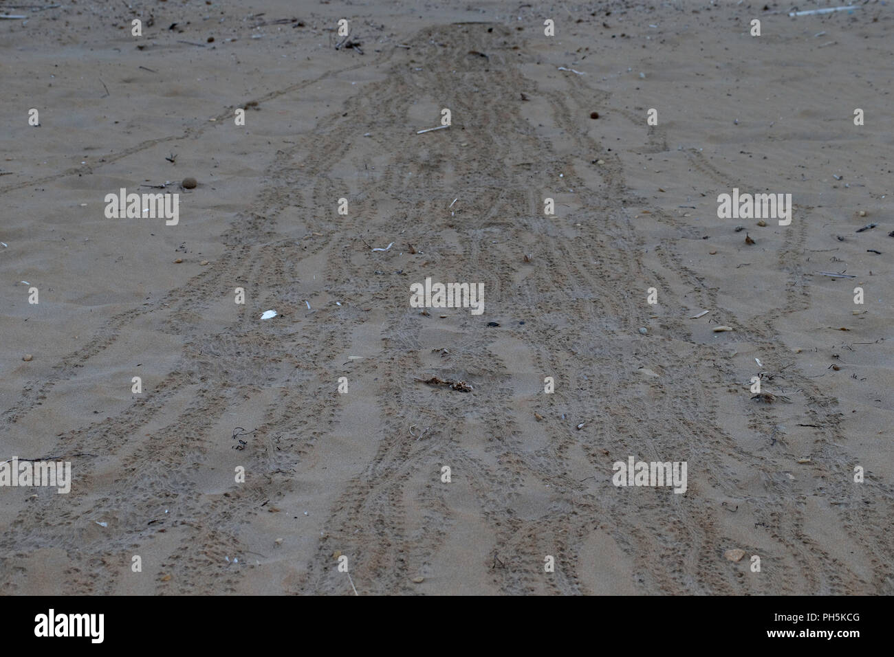 Footprint of hatchlings Loggerhead Sea Turtle (Caretta caretta Stock ...