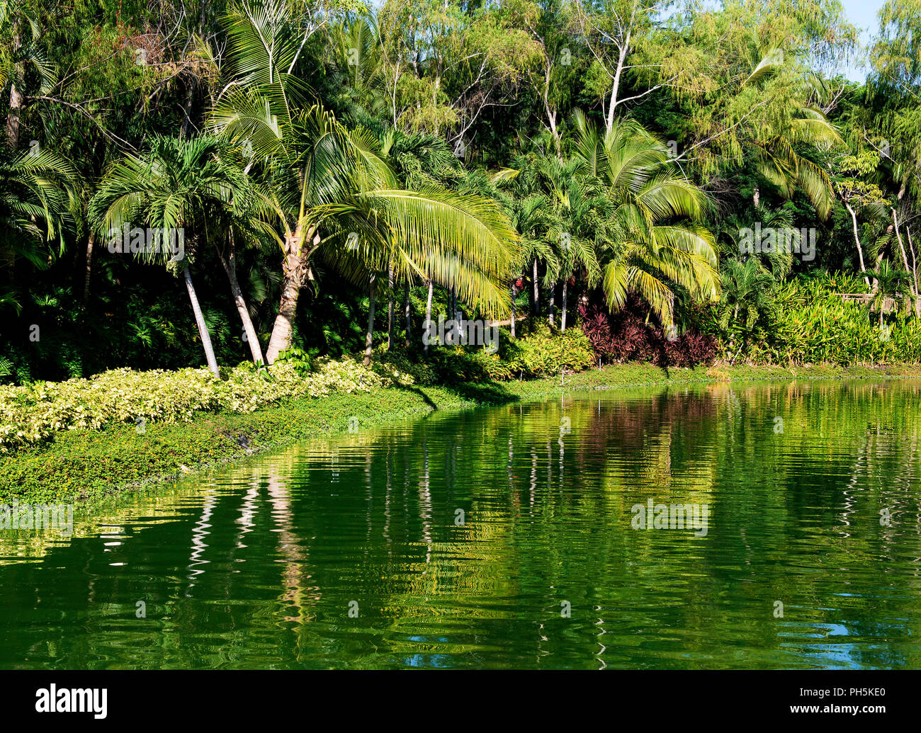 Tropic fauna hi-res stock photography and images - Alamy