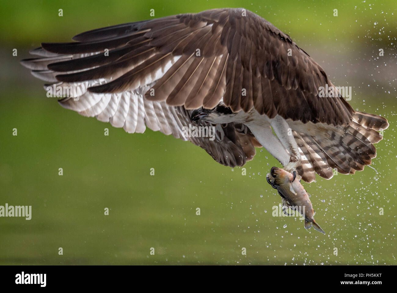Osprey Catching a Fish Stock Photo - Alamy