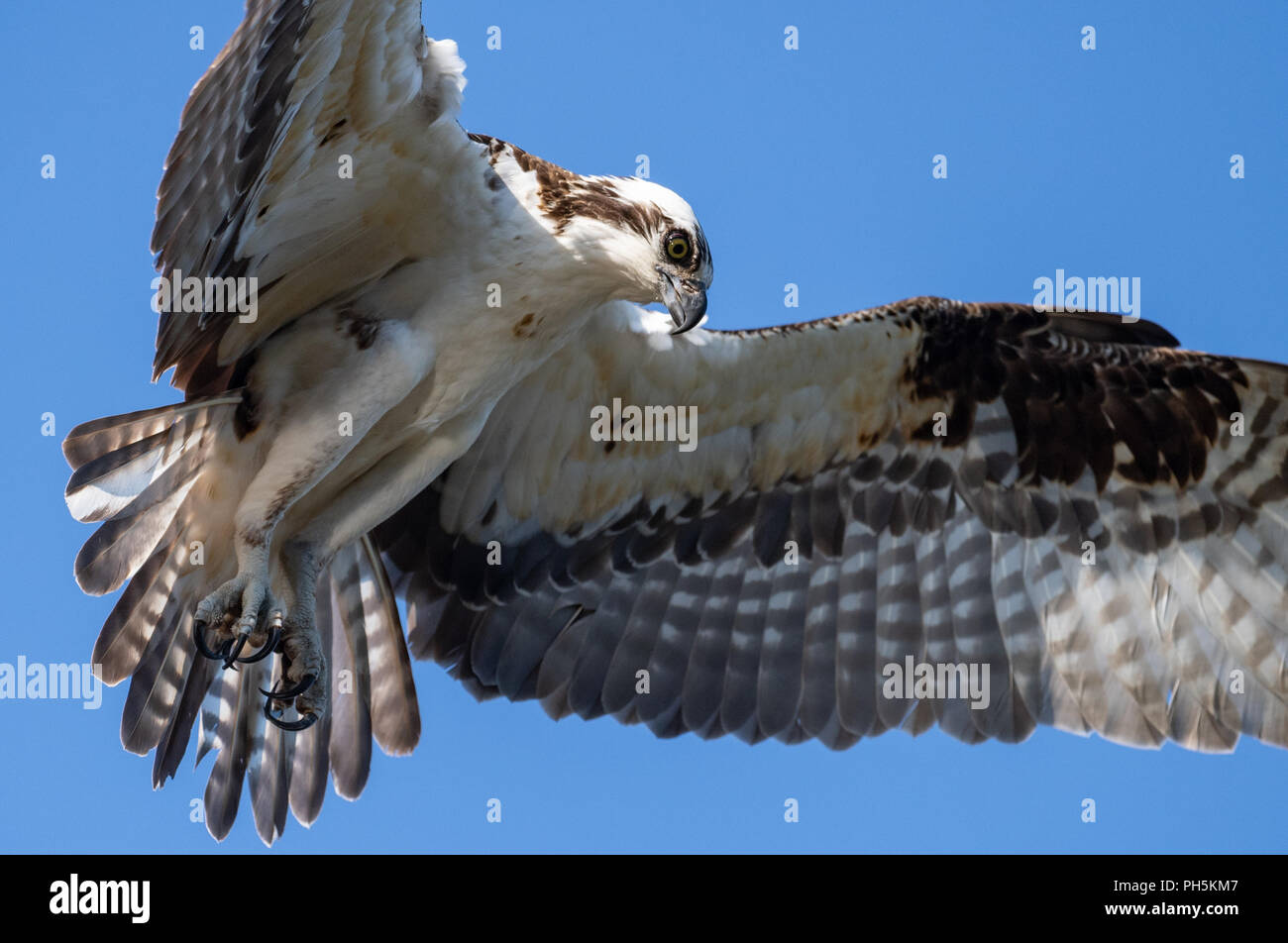 Osprey Catching a Fish Stock Photo - Alamy