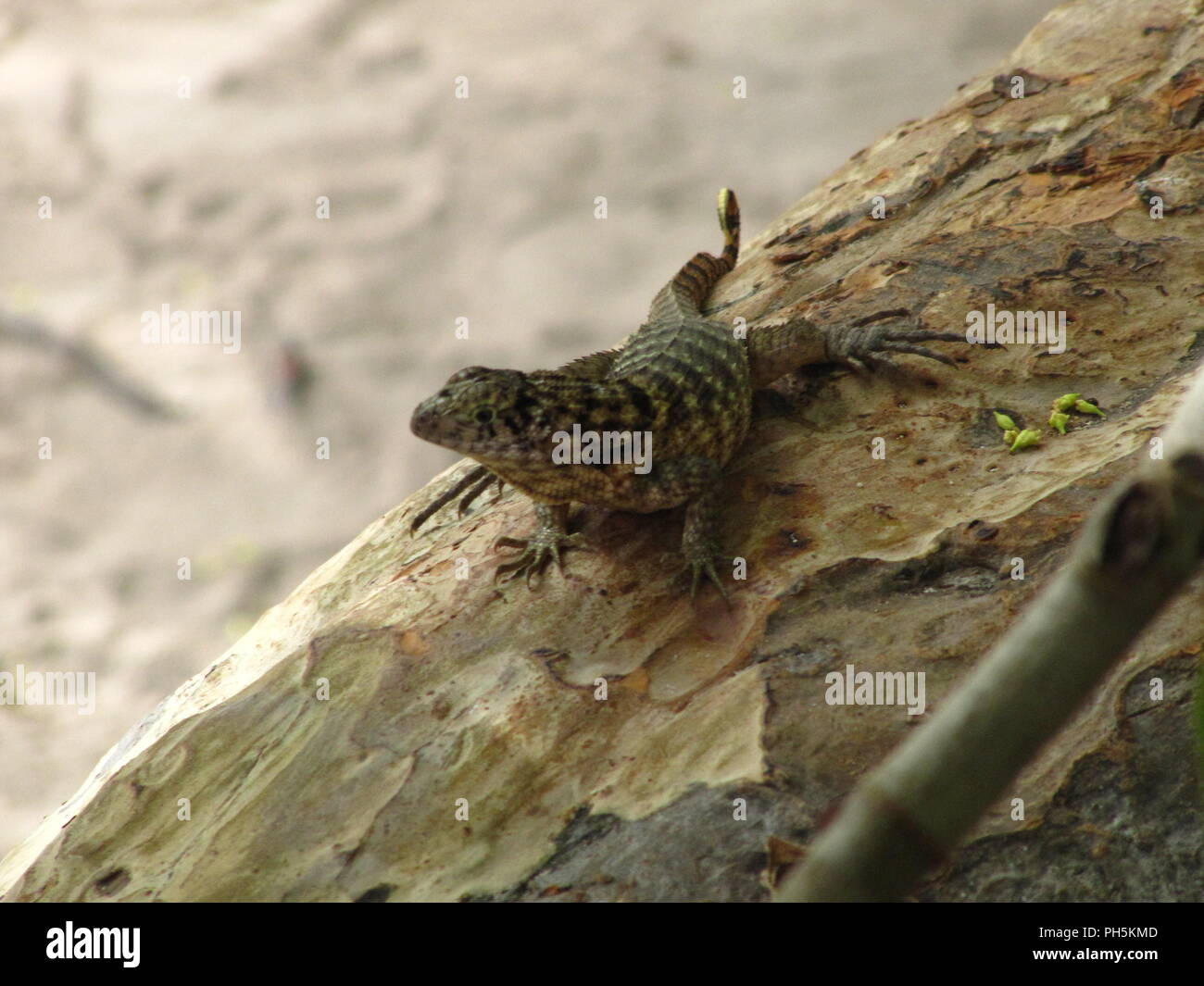 lizard on a rock Stock Photo - Alamy