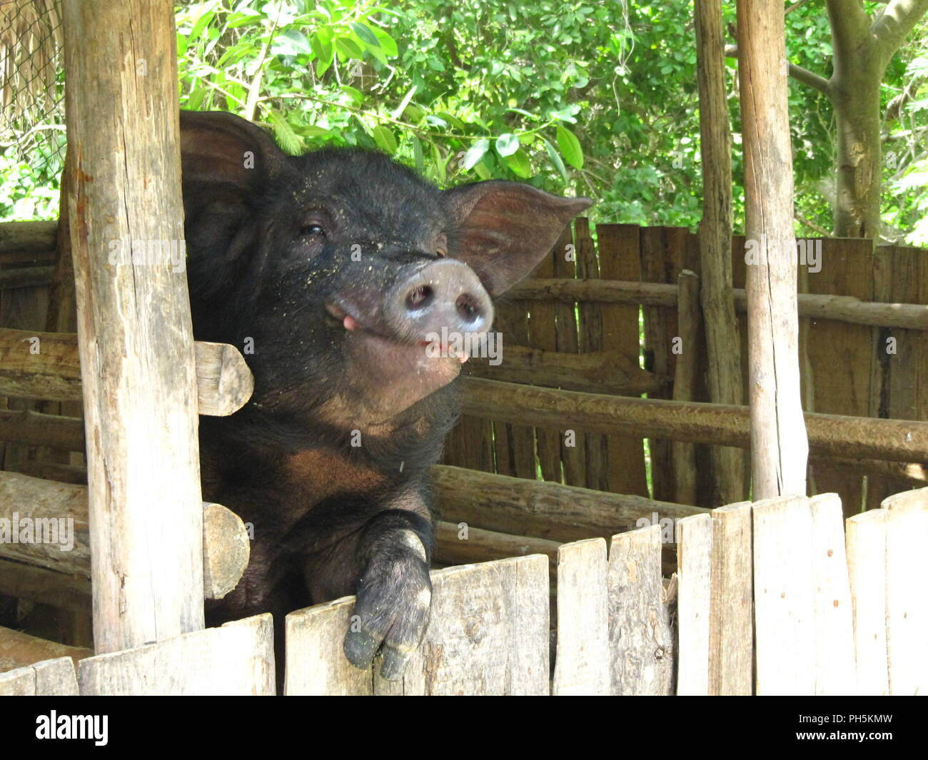 pig saying hello Stock Photo - Alamy