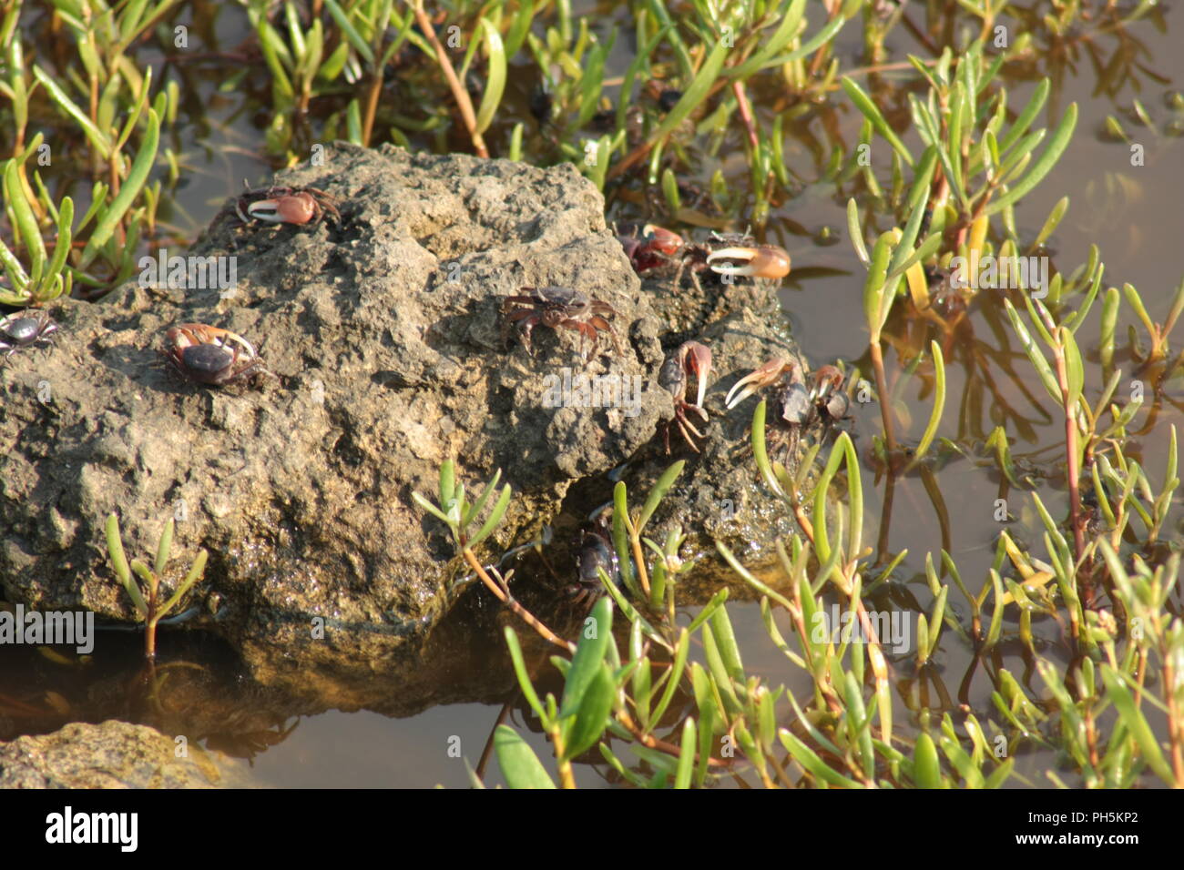 Crustation hi-res stock photography and images - Alamy