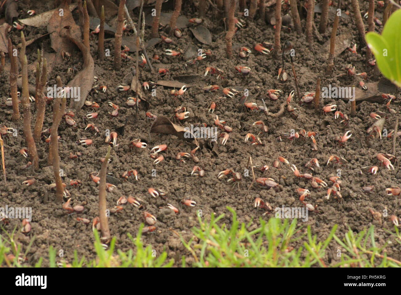 Crustation hi-res stock photography and images - Alamy