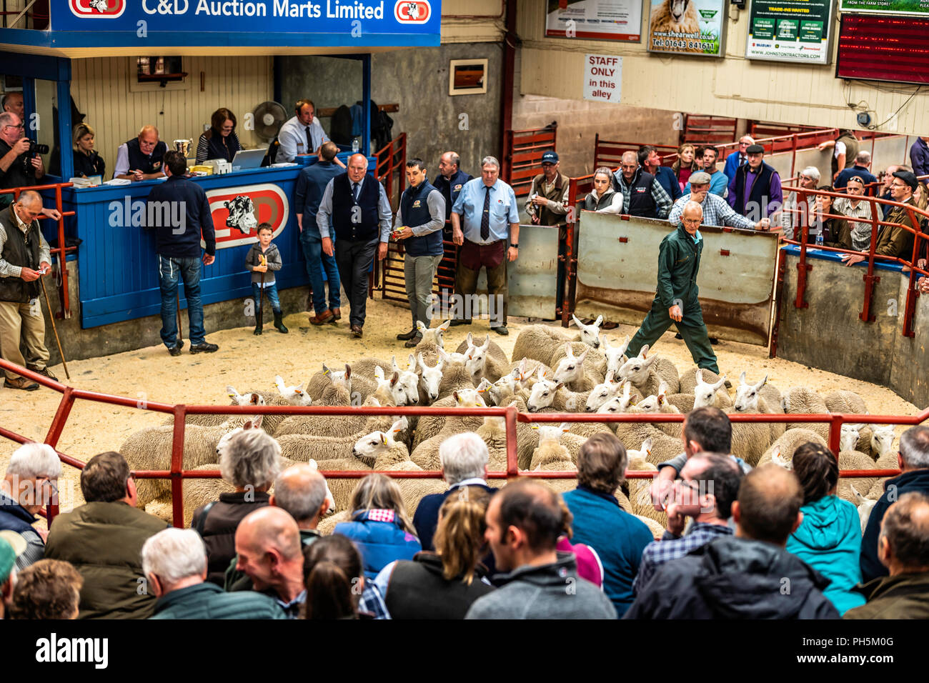 Longtown Sale High Resolution Stock Photography and Images - Alamy