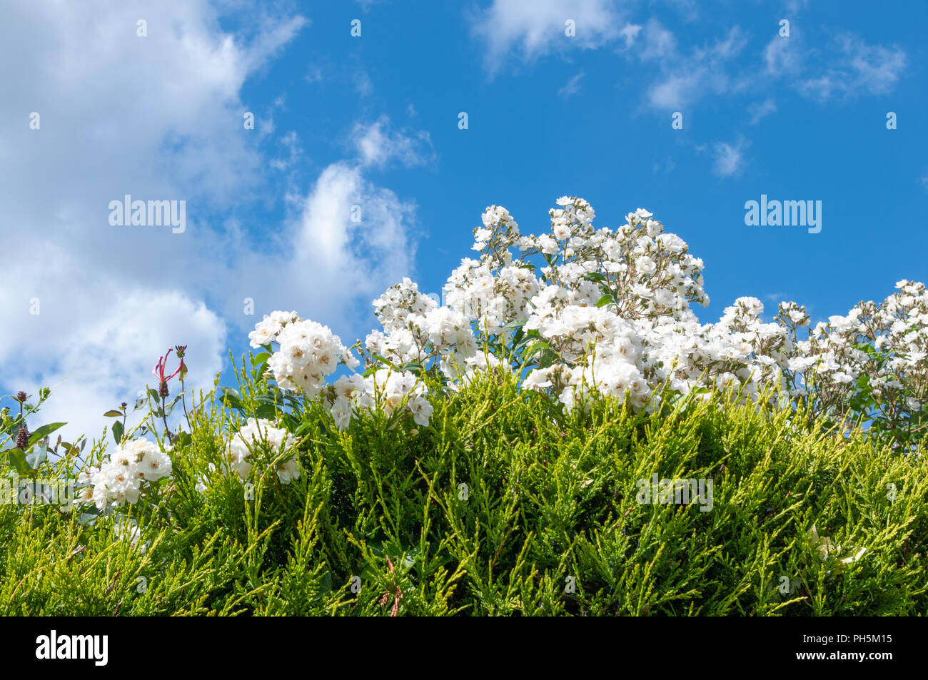 White rambling rose growing over conifer hedge Stock Photo - Alamy