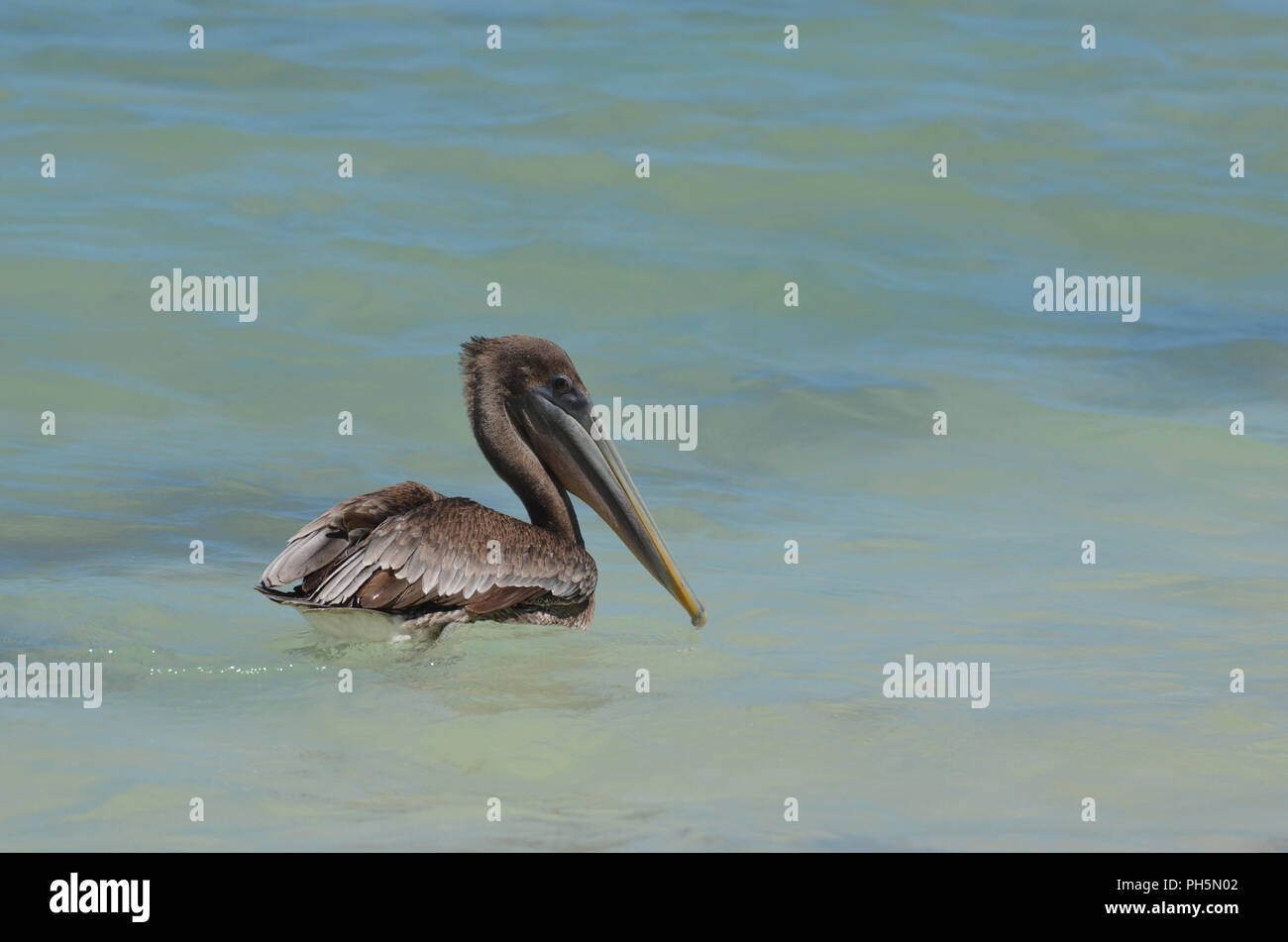 Adorable photo of a wild fowl floating in the ocean Stock Photo - Alamy