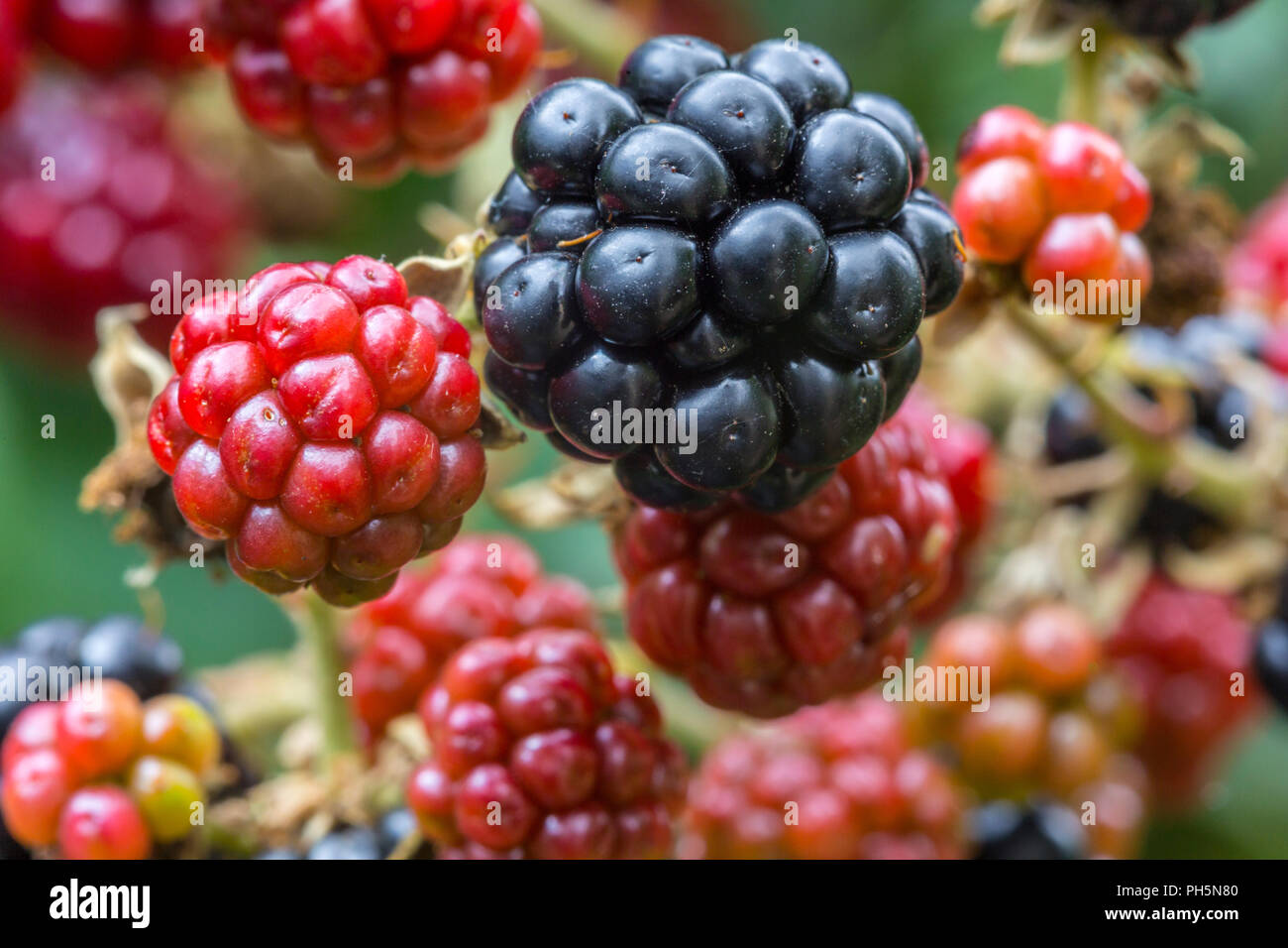 Wild blackberries ripening in hi-res stock photography and images - Alamy
