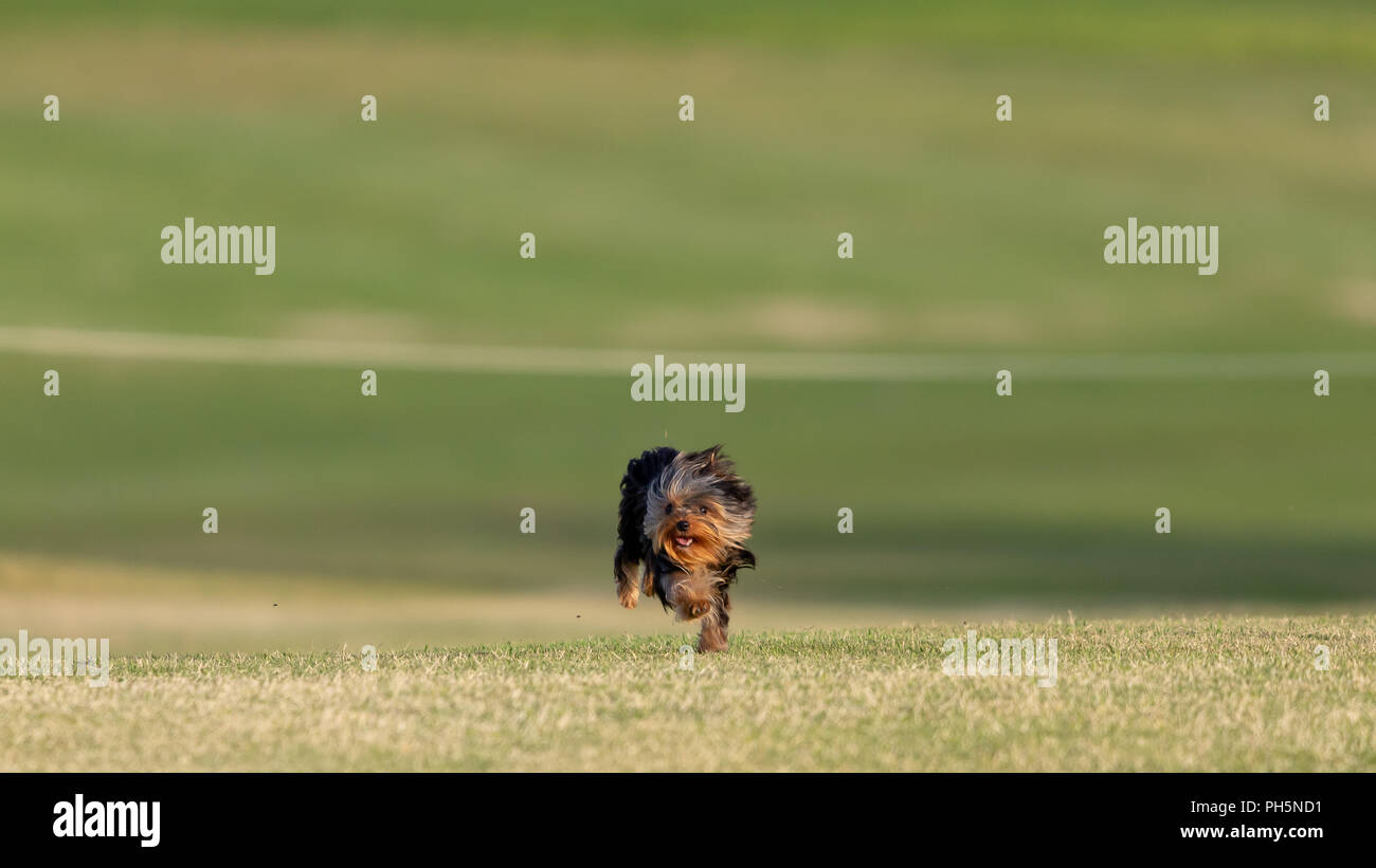 Golden yorkie hi-res stock photography and images - Alamy